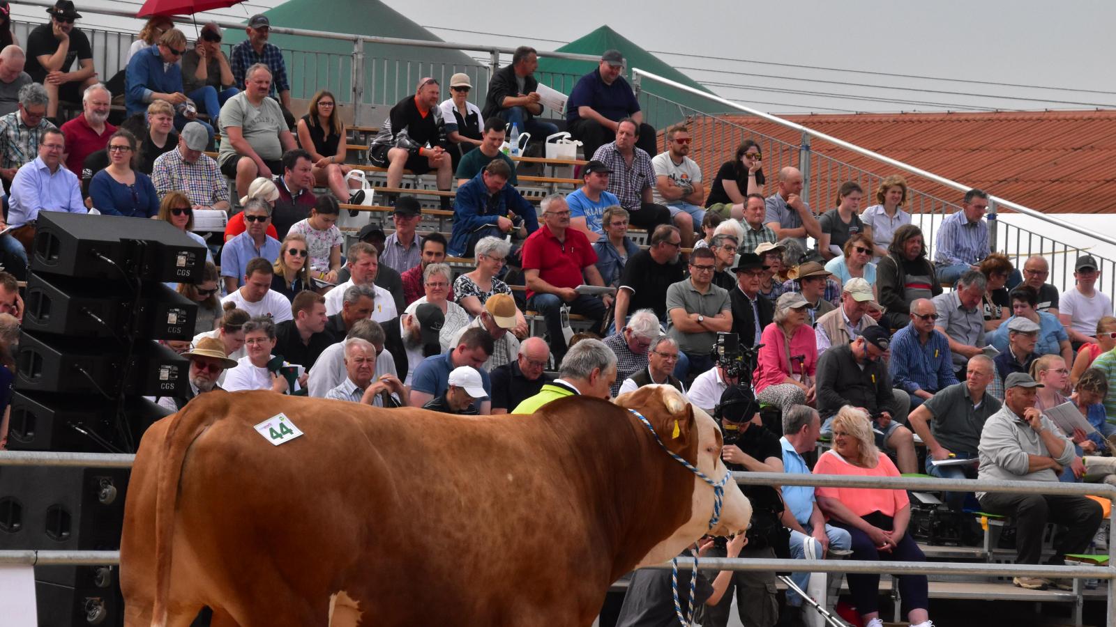 Bullenparade ohne Zuschauer vor Ort, aber mit Livestream | FLZ.de