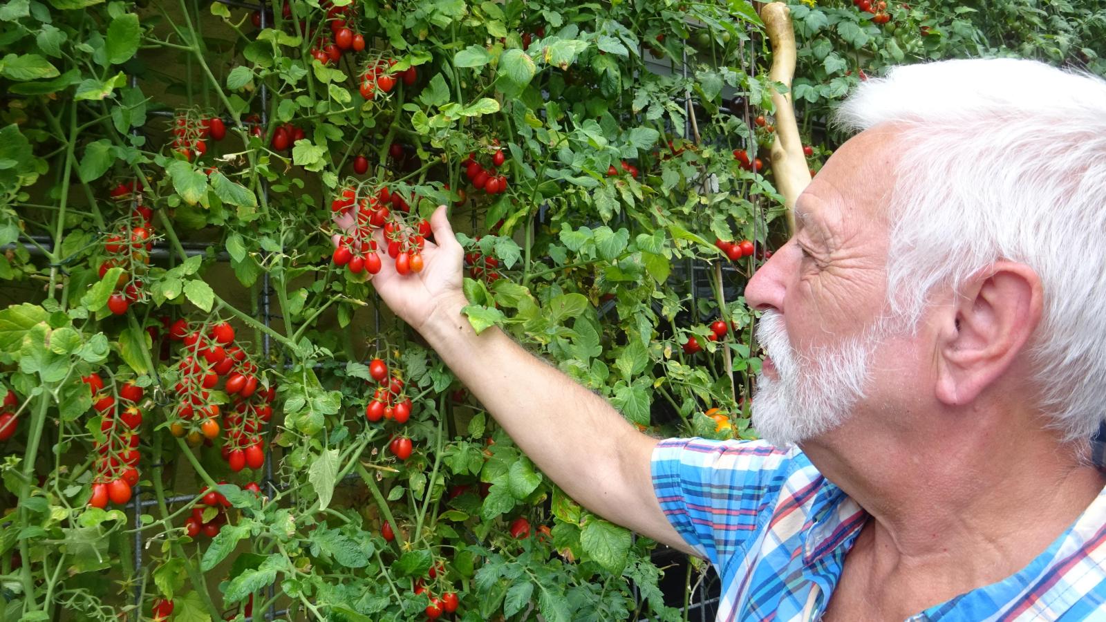 Robert Meier, der Jochsberger Tomaten-Missionar | FLZ.de