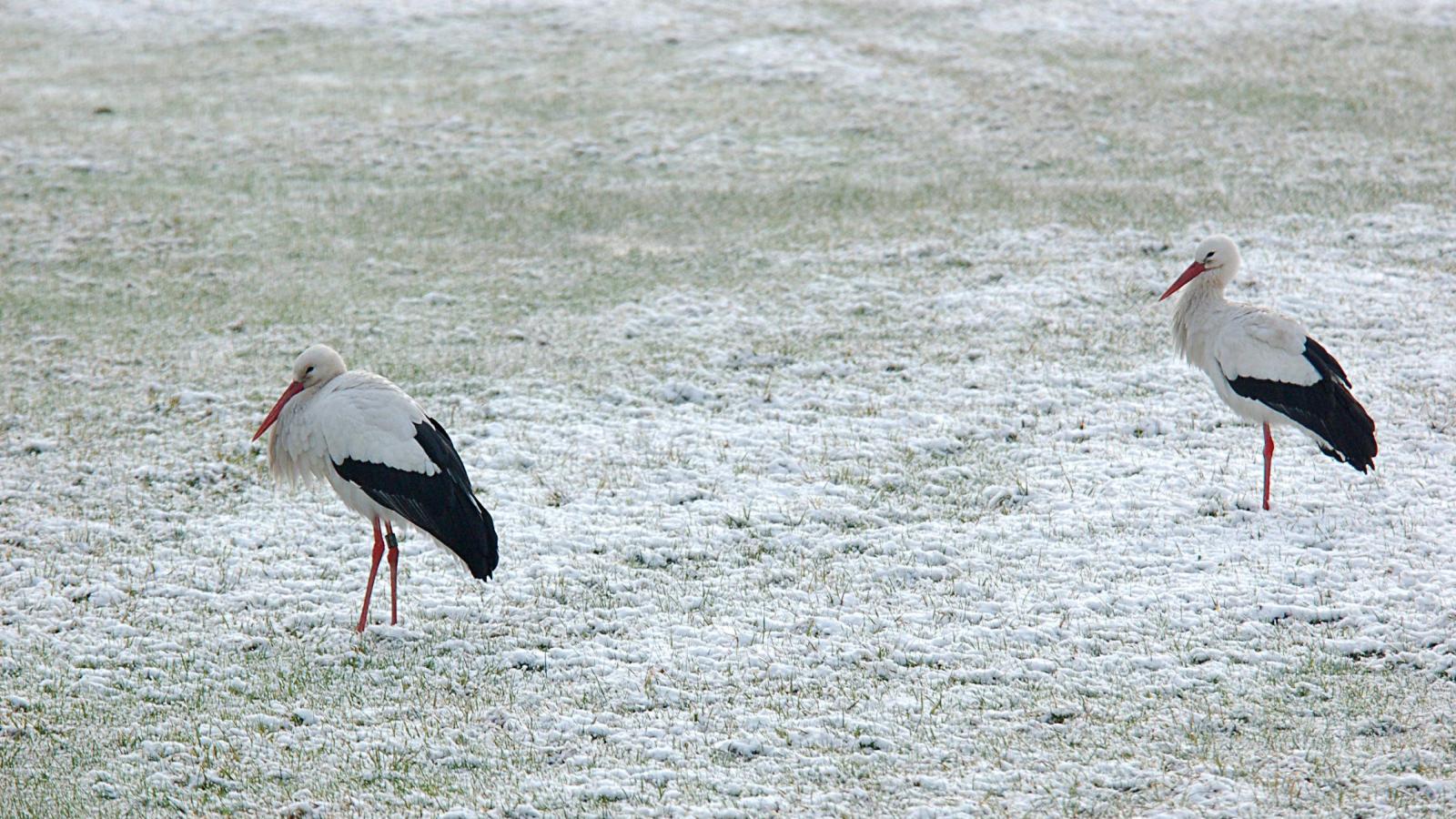Fliegen Störche aus dem Aischgrund zum Überwintern nach Herrieden? | FLZ.de