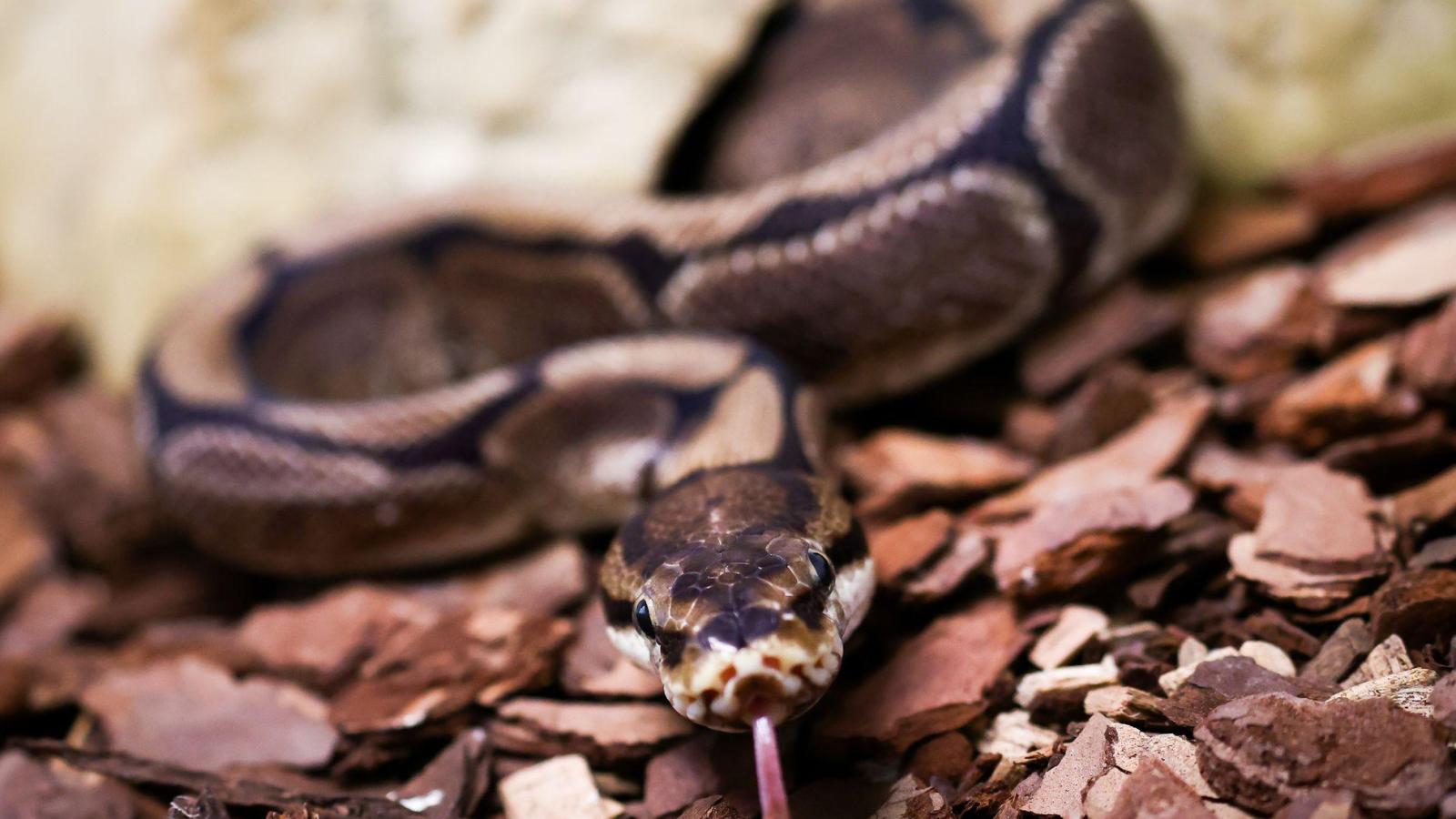 Pythons in der Unterwäsche: Schmuggler in Bangkok gefasst | FLZ.de