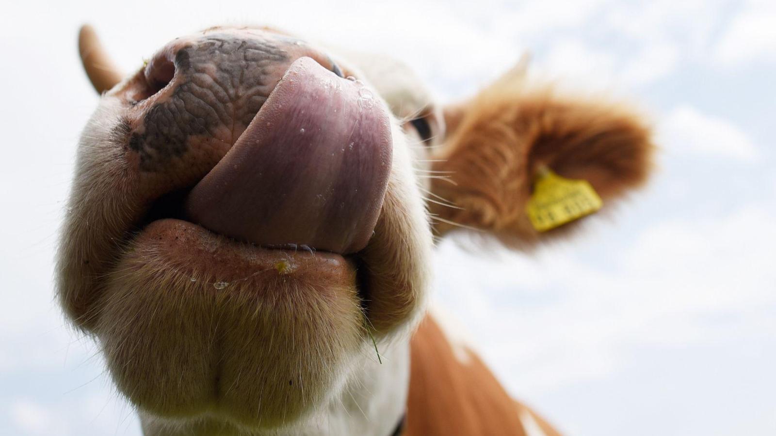 Schleimspur und Dellen: Kuh-Attacke auf Urlauber-Autos? | FLZ.de