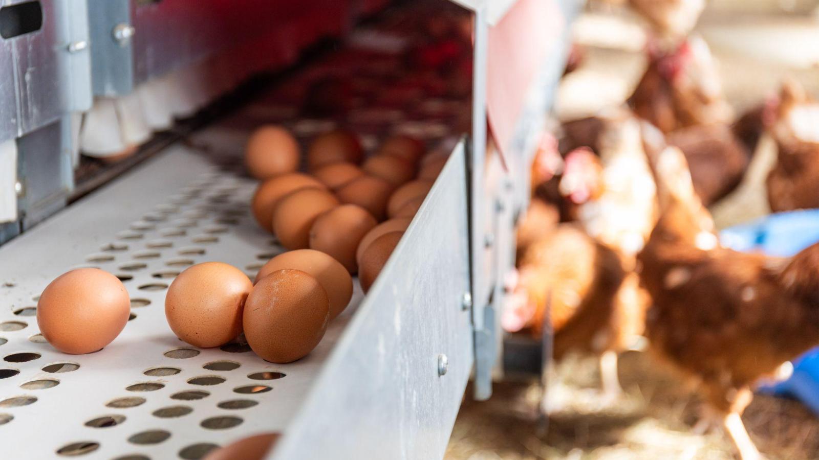 Eier ohne Tierquälerei - worauf Sie achten können | FLZ.de